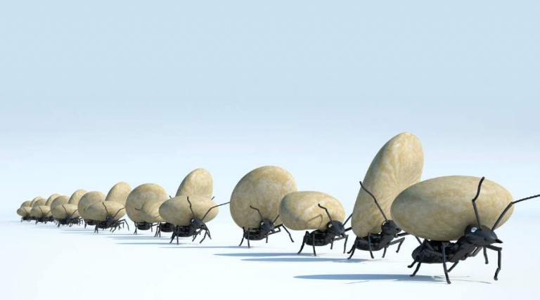 How to Get Rid of Ants: Pro Tips to Kick Them Out of Your House for Good