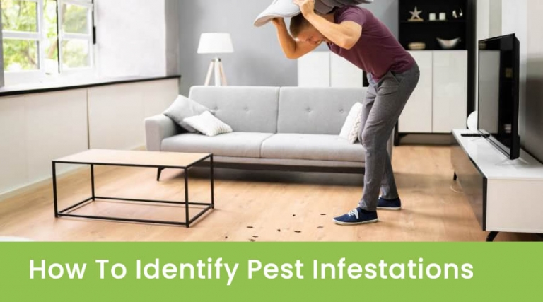 How to Identify Pest Infestations: Telltale Signs of Roaches, Ants ...