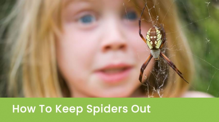 8 Ways to Naturally Prevent Spiders in Your Home