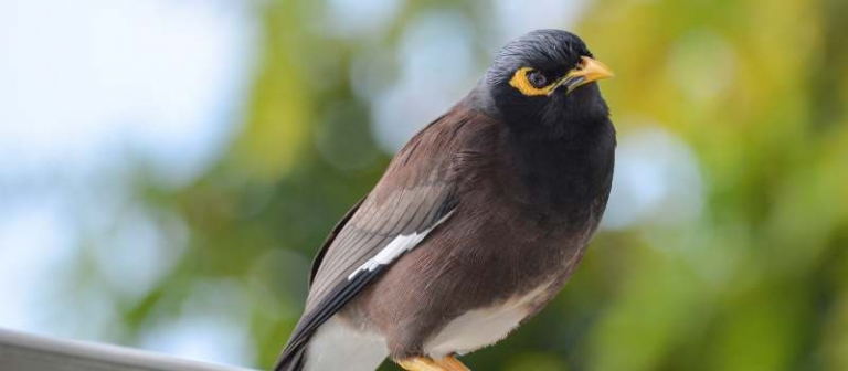 Bird Control Perth | Humane Bird Removal Services | Eco Pest Control