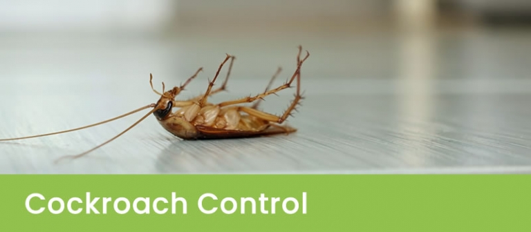 Cockroach Control Perth: Get Rid of Cockroaches for Good