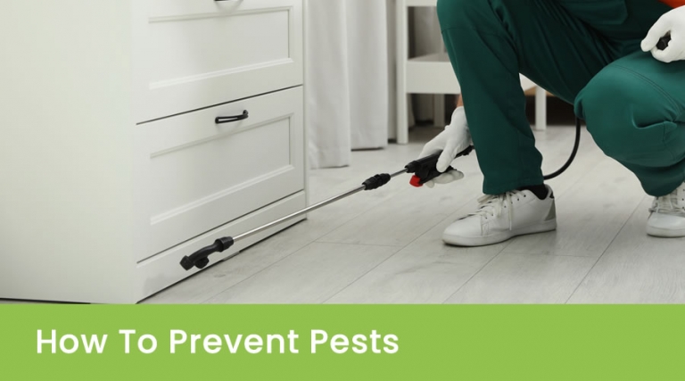 How to Prevent Pest Infestation: Top 9 Tips for a Pest-Free Home